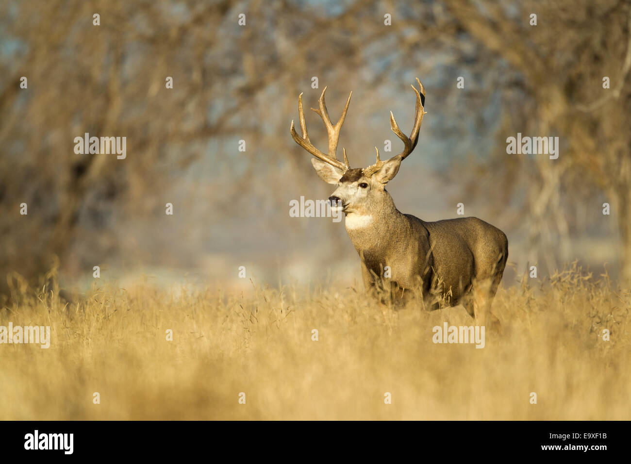 Mule deer buck during the autumn rut Stock Photo - Alamy