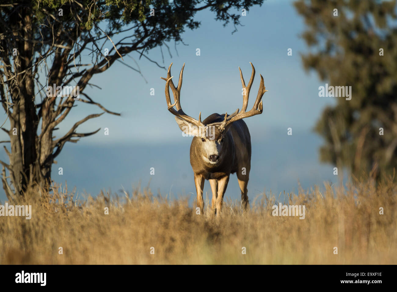 Mule deer buck during the autumn rut Stock Photo - Alamy