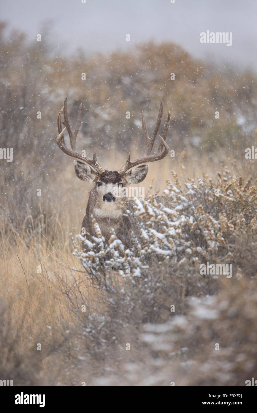 Mule deer buck during the autumn rut Stock Photo - Alamy