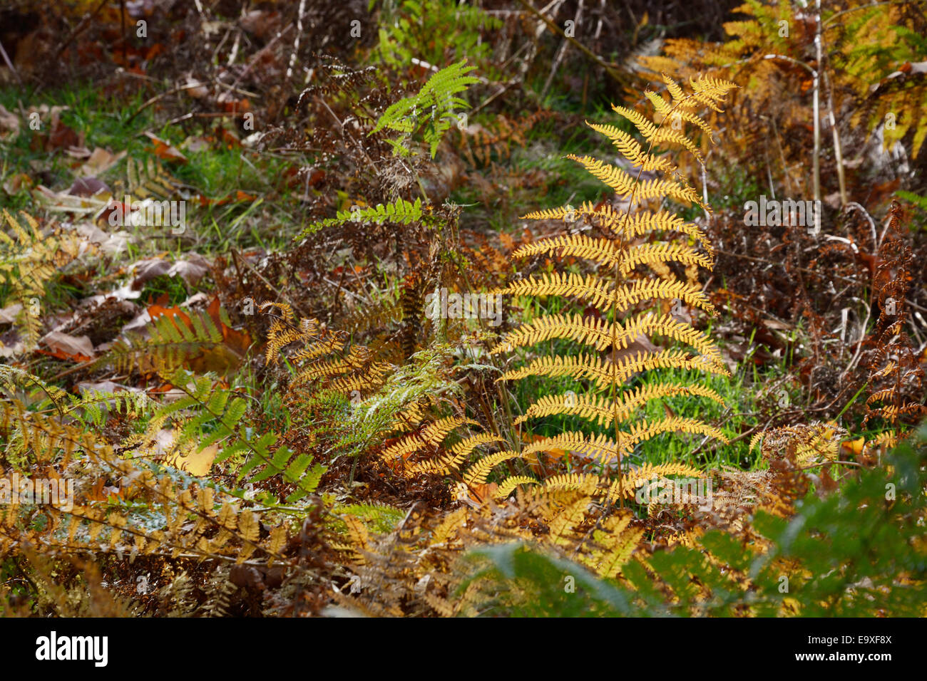 Autumn bracken, Wollaton Park, Nottingham, England Stock Photo - Alamy