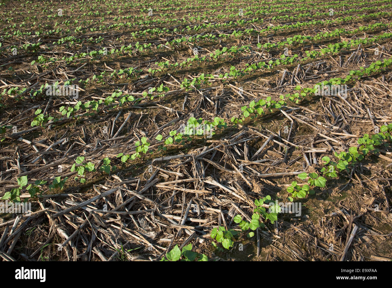4 leaves corn plant hi-res stock photography and images - Alamy