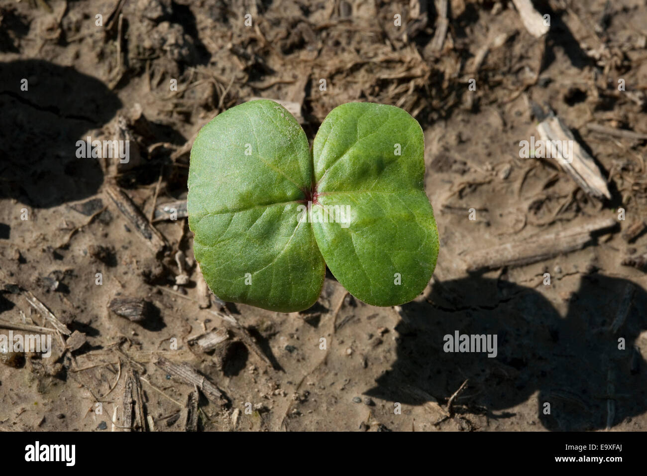 Closeup of a cotton seedling at the cotyledon stage, planted in a ...