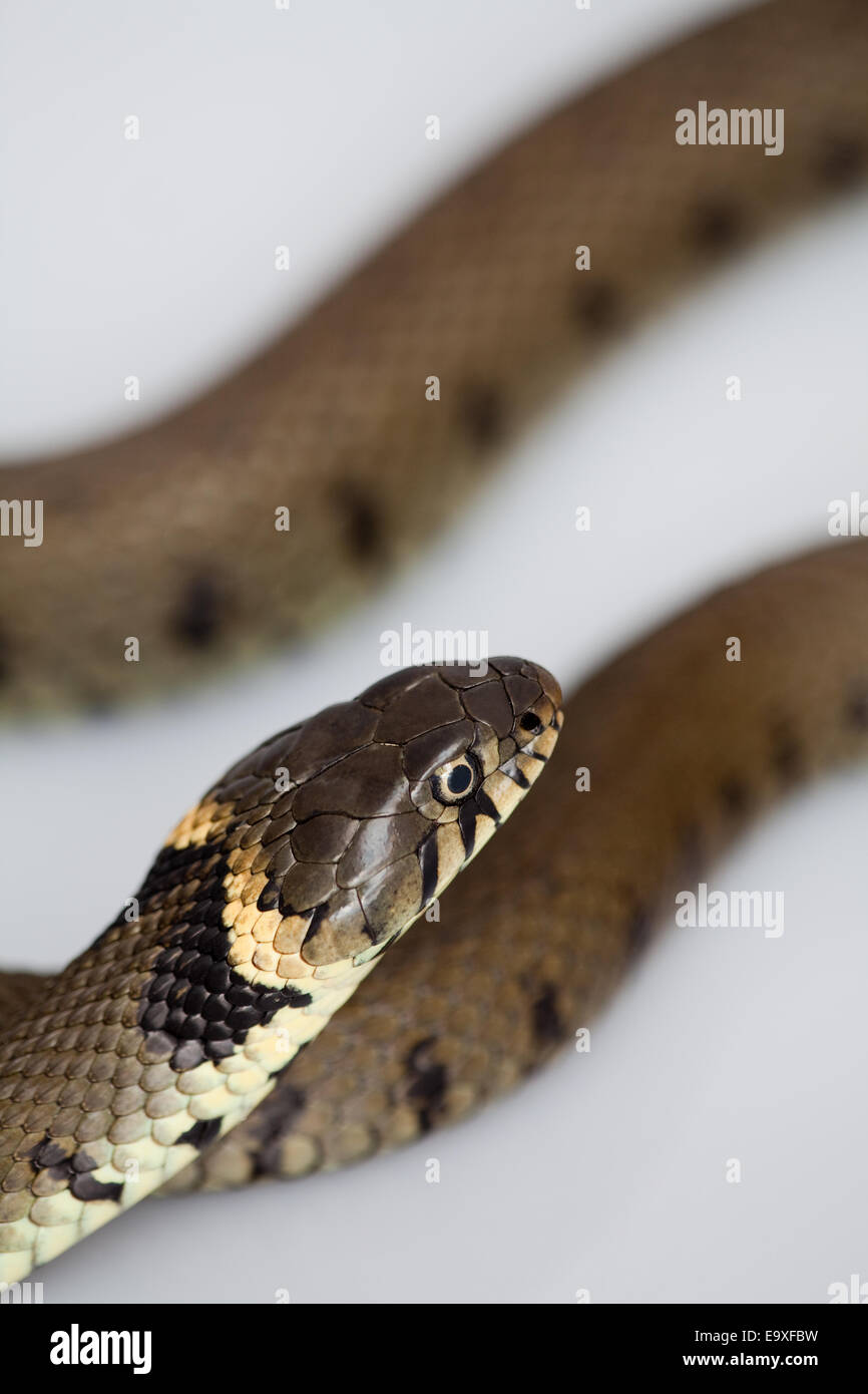 Grass Snake (Natrix natrix helvetica Stock Photo - Alamy