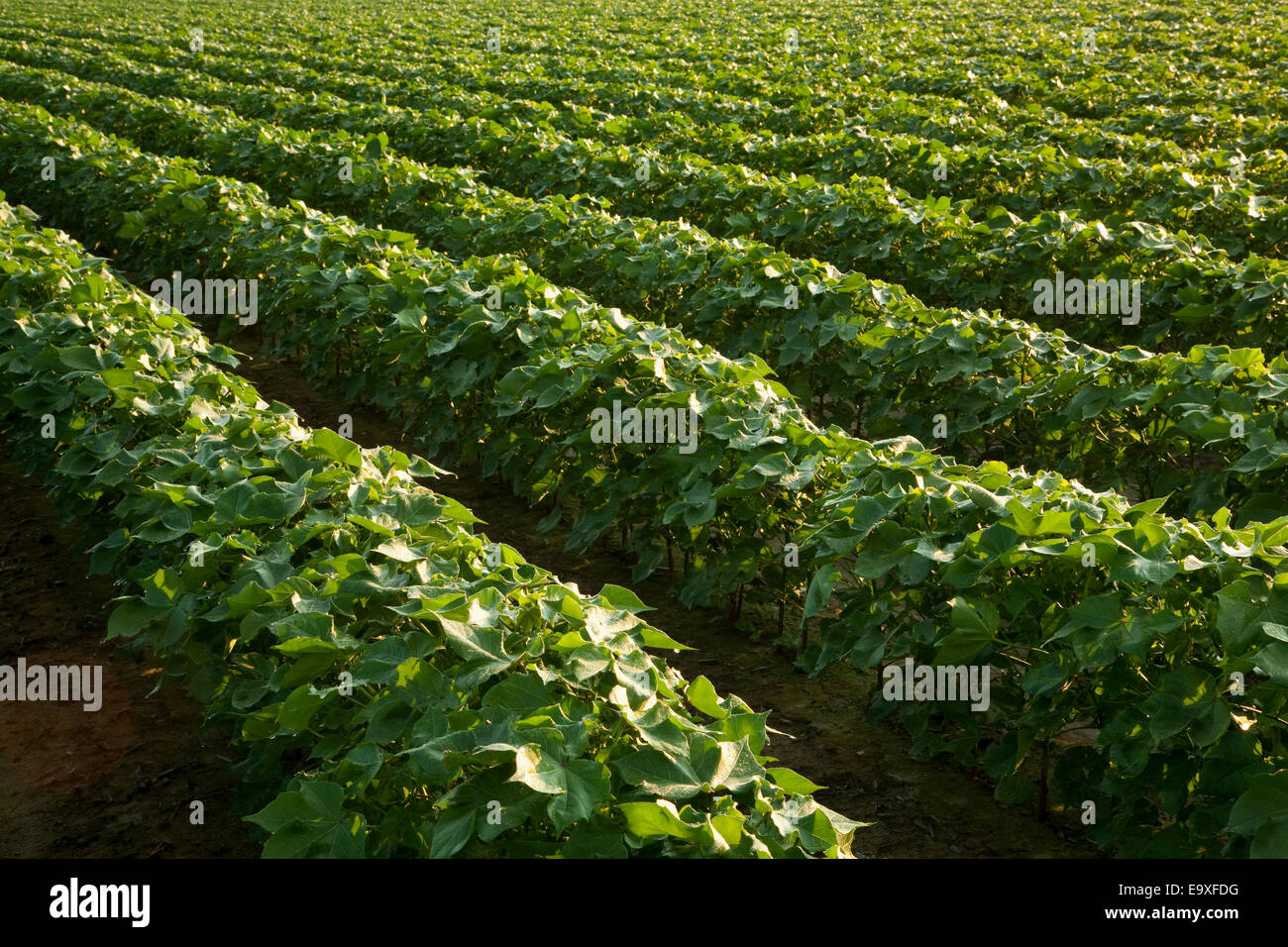 Agriculture - Rows of mid growth Bollguard II Roundup Ready Flex cotton ...