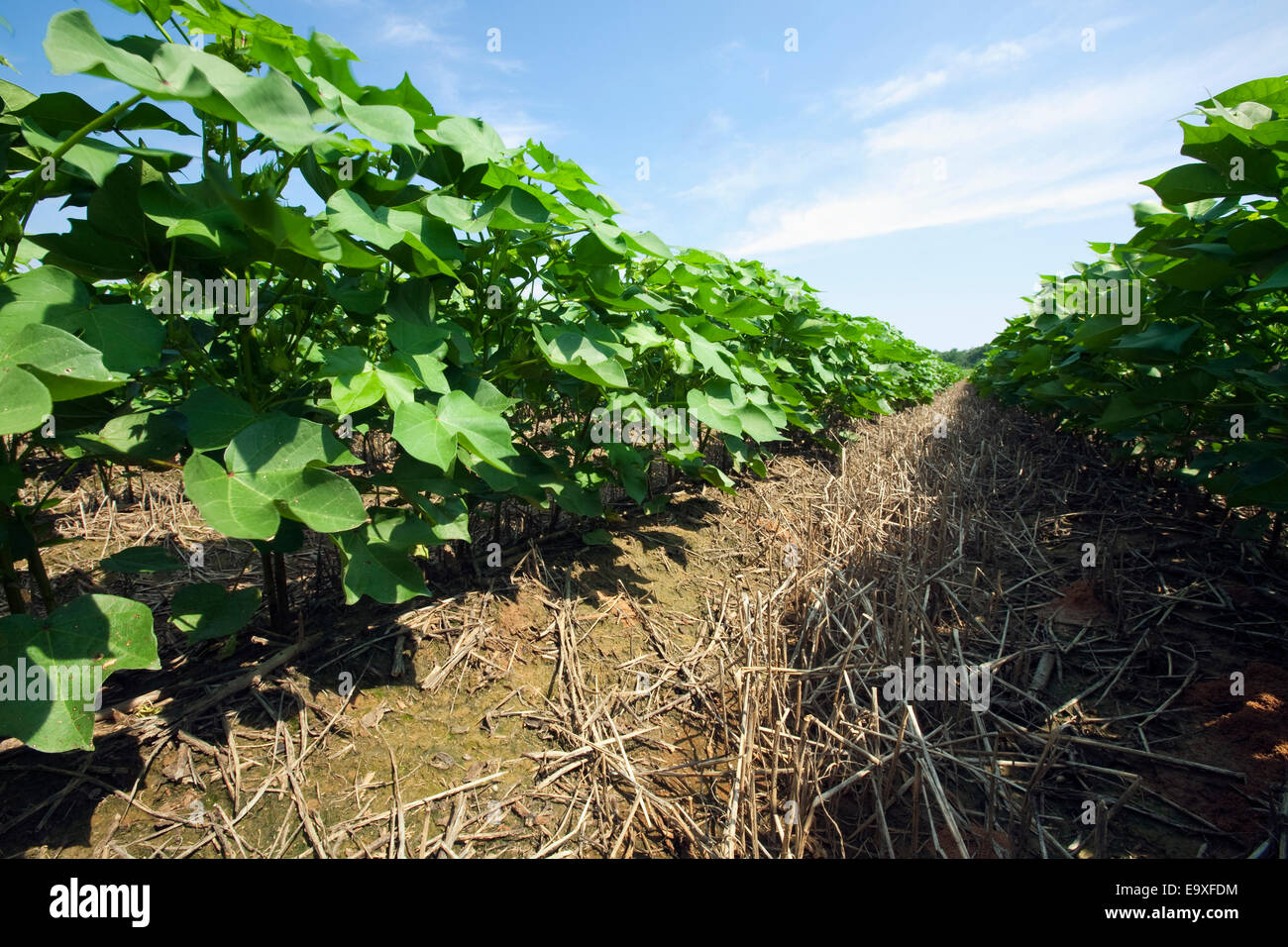 Crop squares hi-res stock photography and images - Alamy