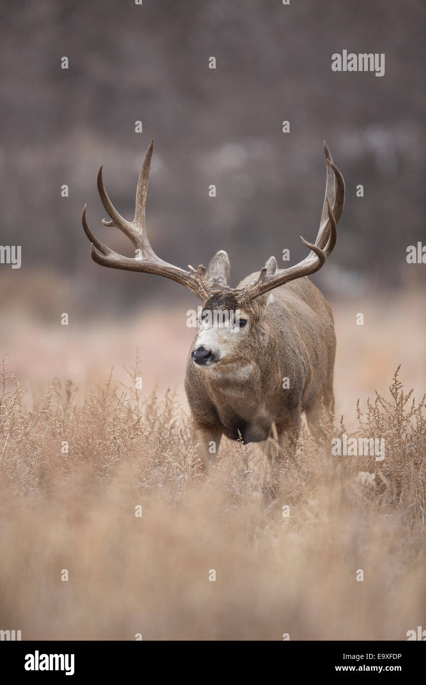 Mule deer buck during the autumn rut Stock Photo - Alamy