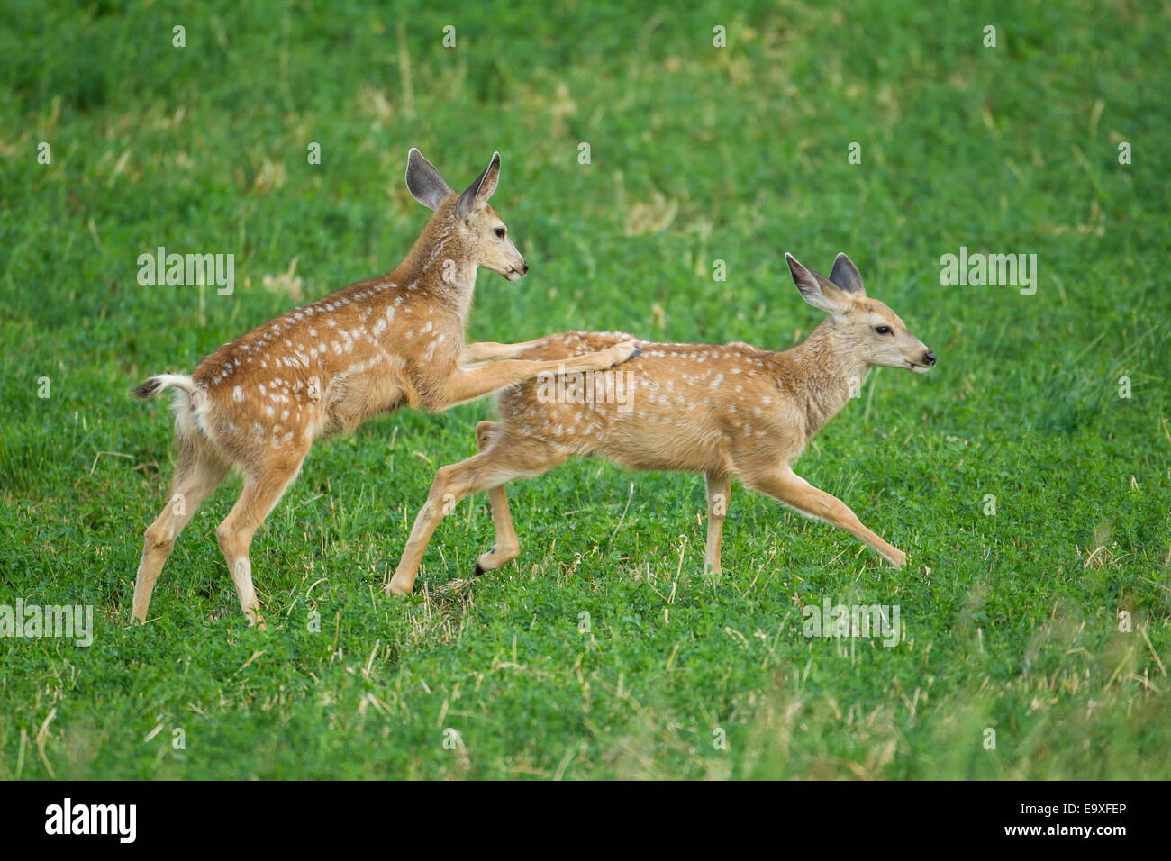Mule deer fawns in Wyoming during summer playing Stock Photo - Alamy