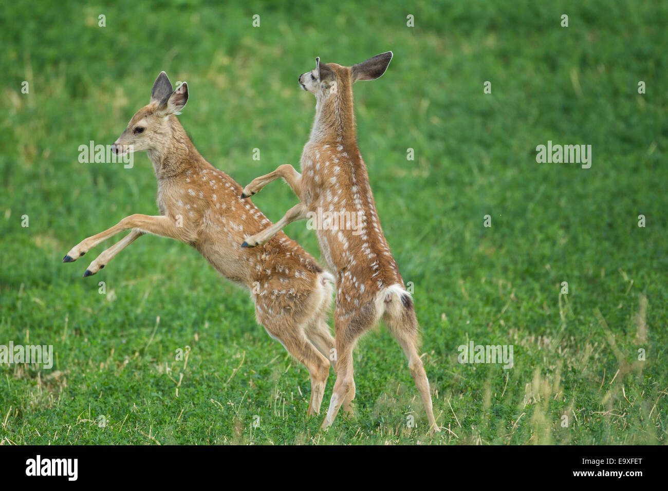 Mule deer fawns in Wyoming during summer playing Stock Photo - Alamy