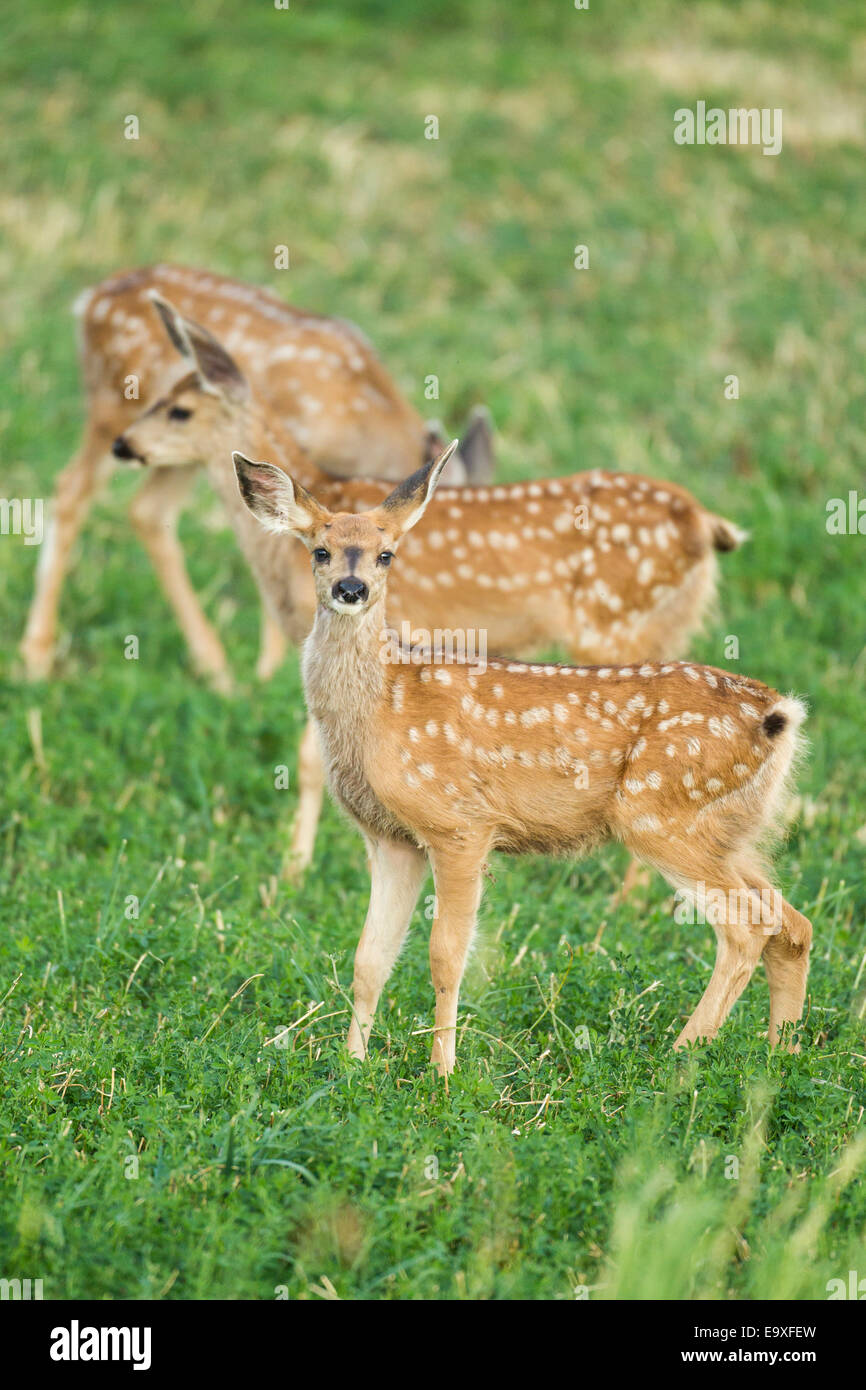 Mule deer with fawn hi-res stock photography and images - Alamy