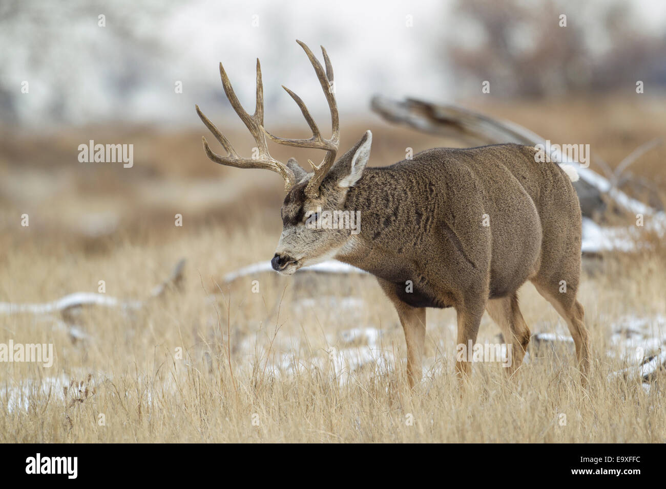 Mule deer buck during the autumn rut Stock Photo - Alamy