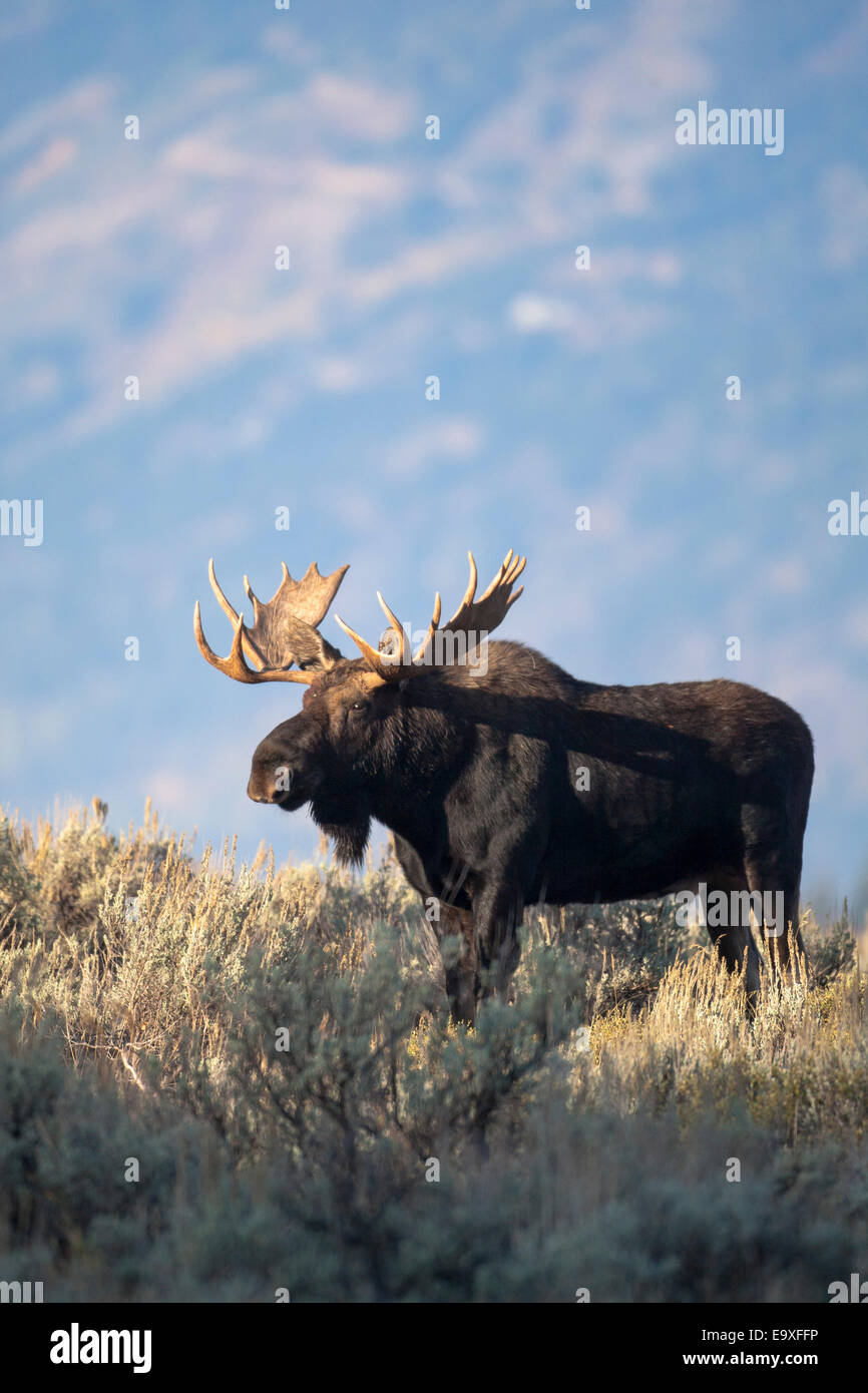 Shiras calf moose hi-res stock photography and images - Alamy
