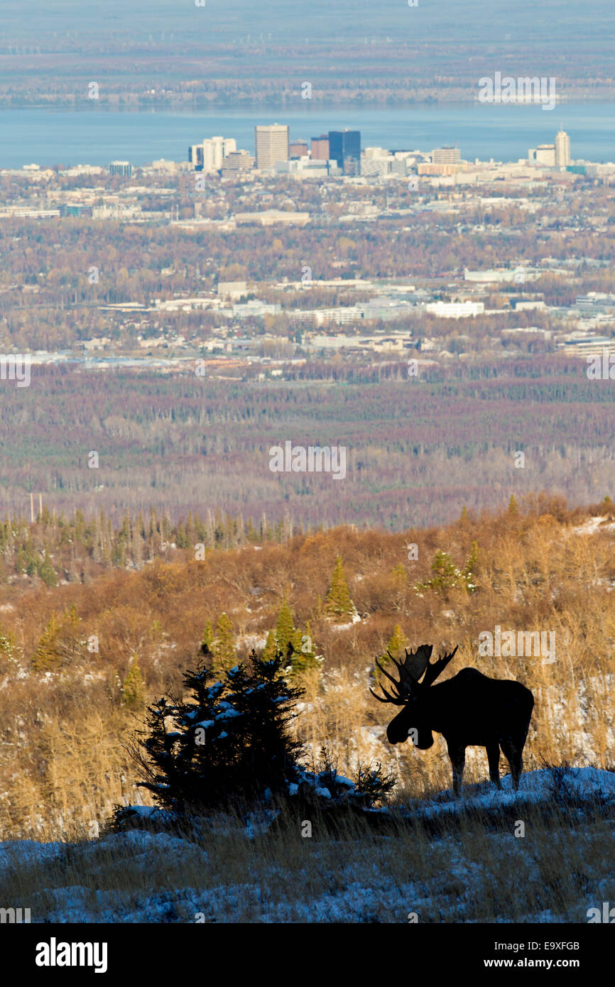 Alaskan bull moose silhouette with the city of Anchorage in the ...