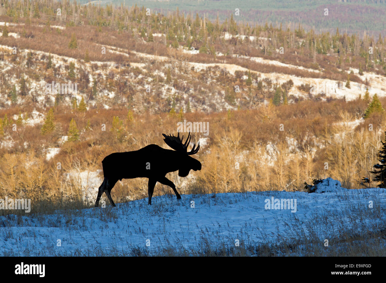 Alaskan bull moose hi-res stock photography and images - Alamy