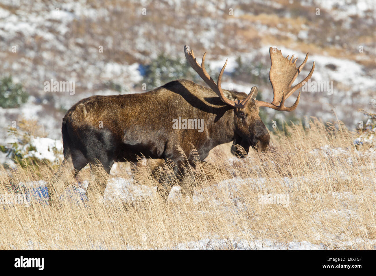 Alaskan bull moose hi-res stock photography and images - Alamy