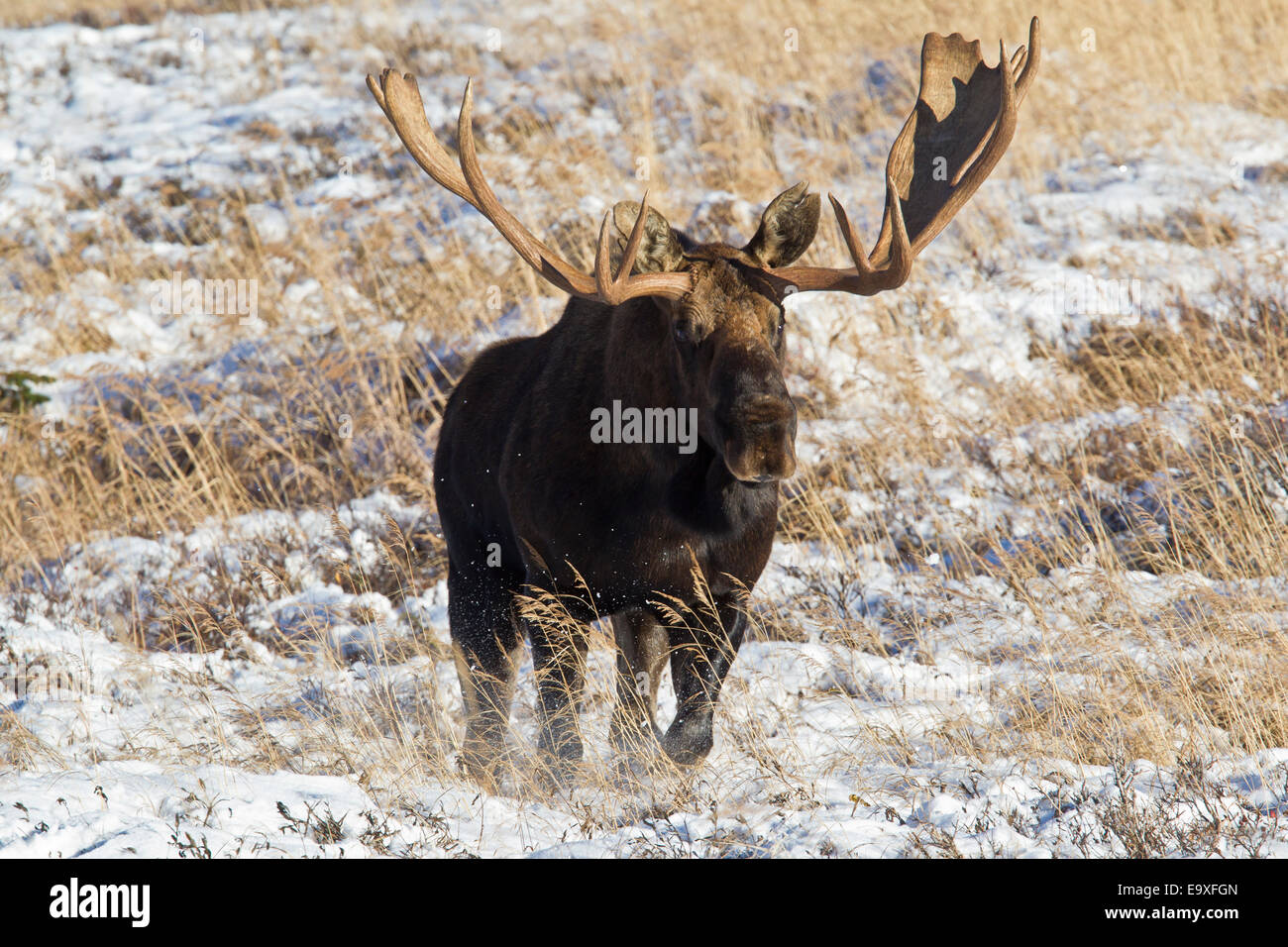 Alaskan bull moose Stock Photo - Alamy