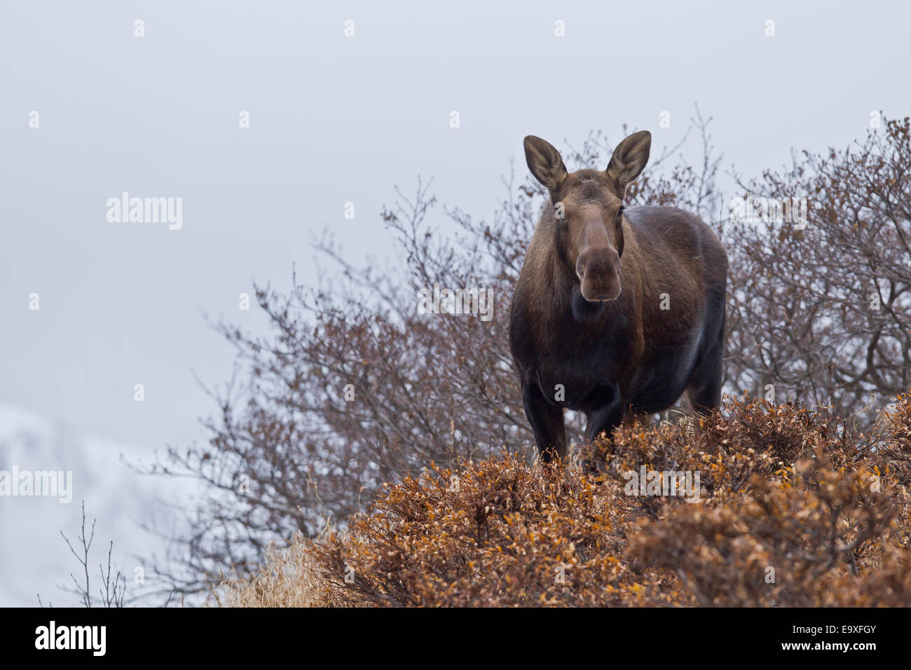 Moose male female hi-res stock photography and images - Alamy