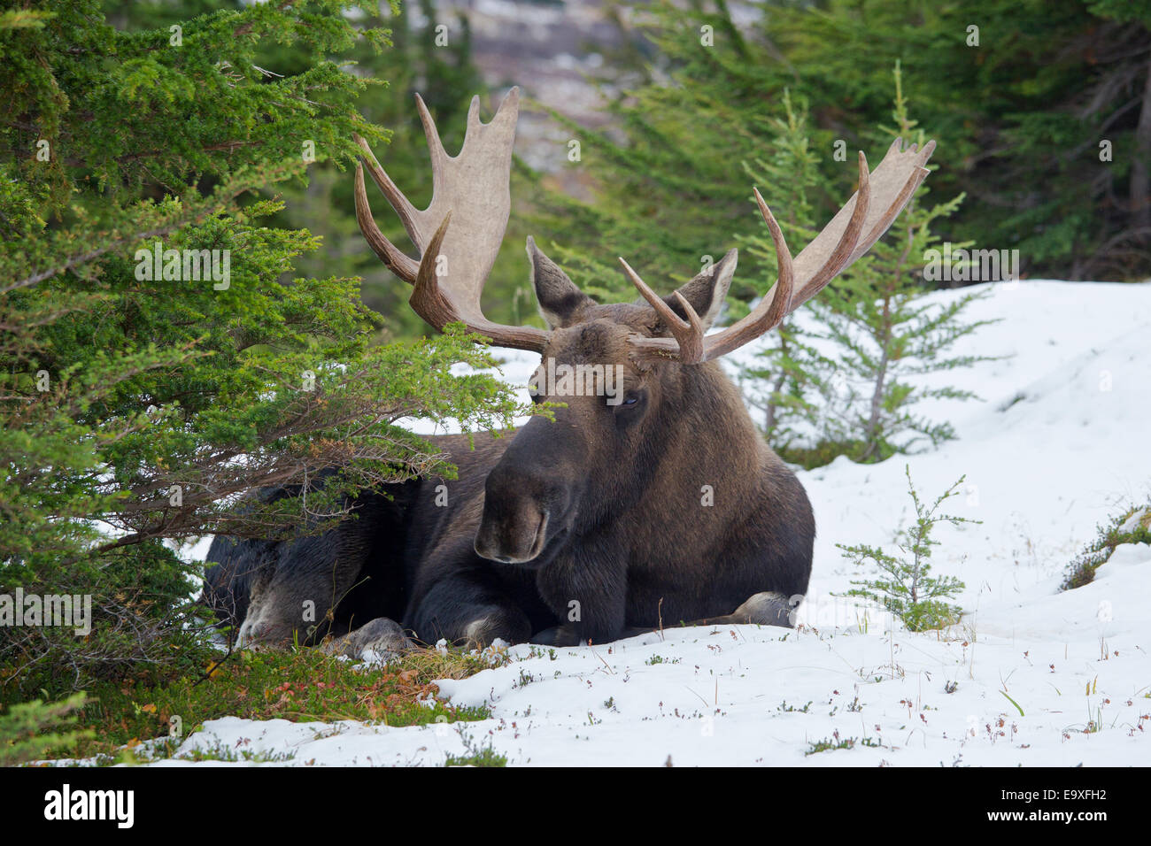 Alaskan bull moose Stock Photo - Alamy