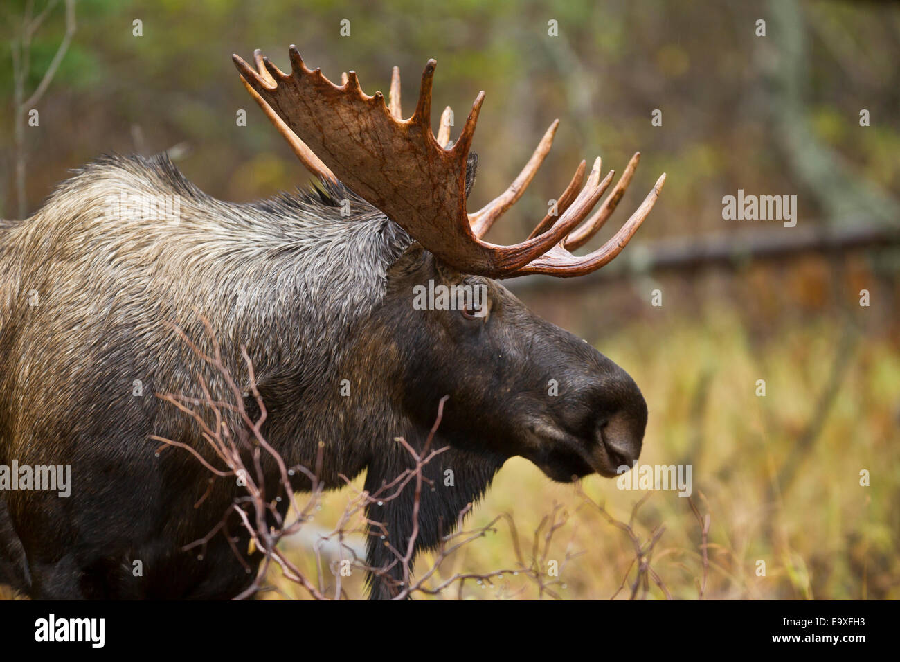 Bull moose alaska hi-res stock photography and images - Alamy
