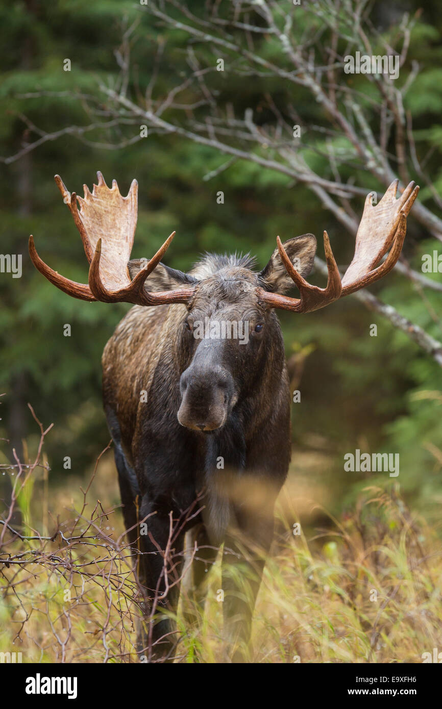 Alaskan bull moose during autumn Stock Photo - Alamy