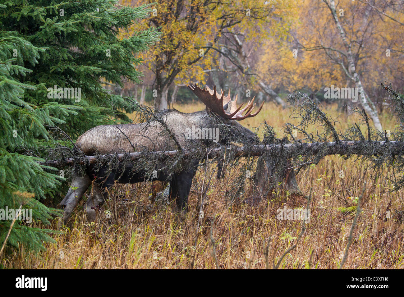 Male moose during rut hi-res stock photography and images - Alamy