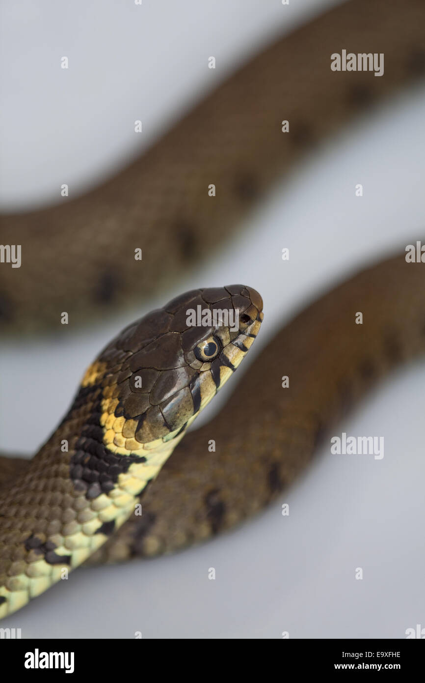 Grass Snake (Natrix natrix helvetica Stock Photo - Alamy