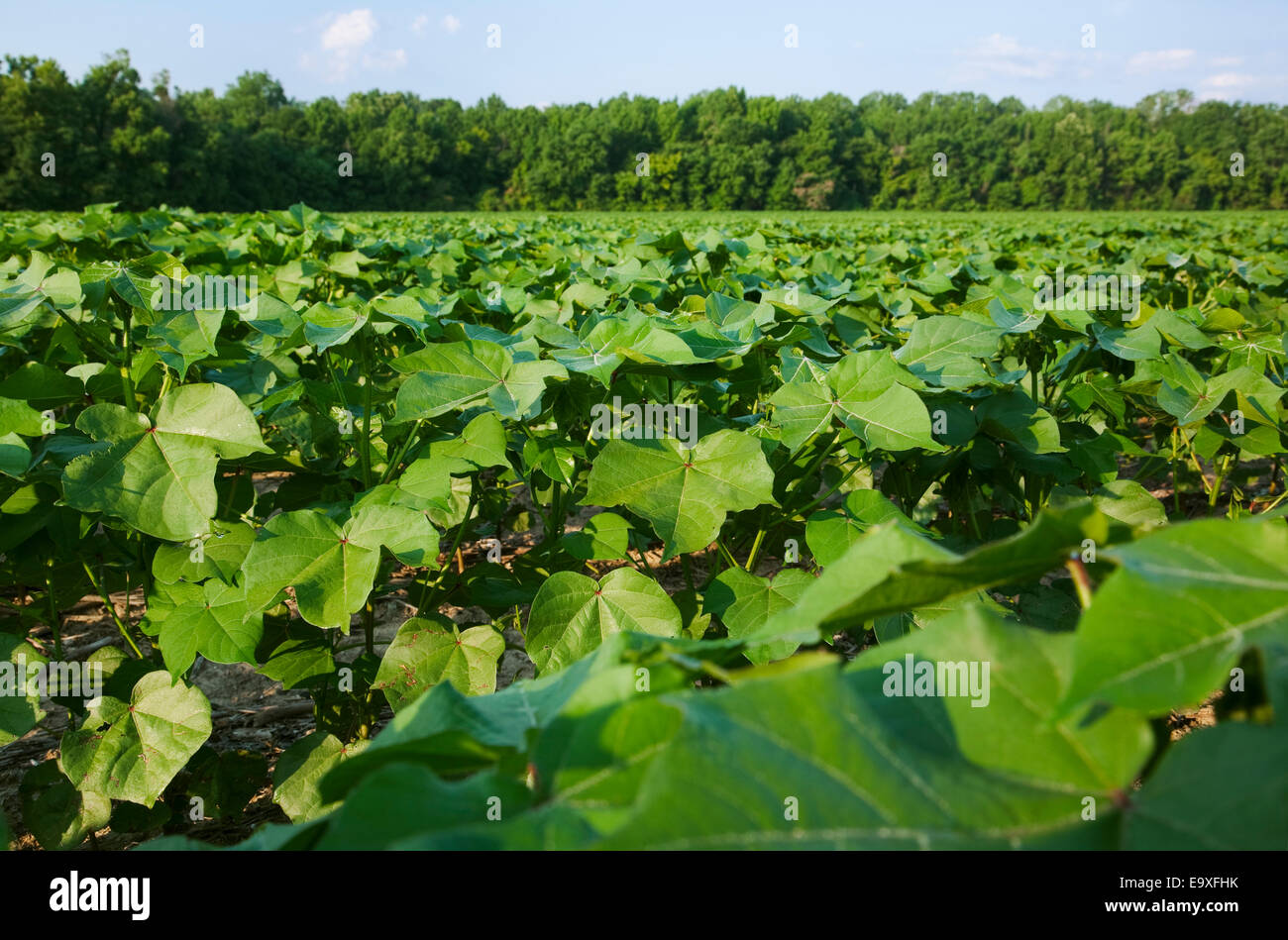 Healthy crop mid growth cotton hi-res stock photography and images - Alamy