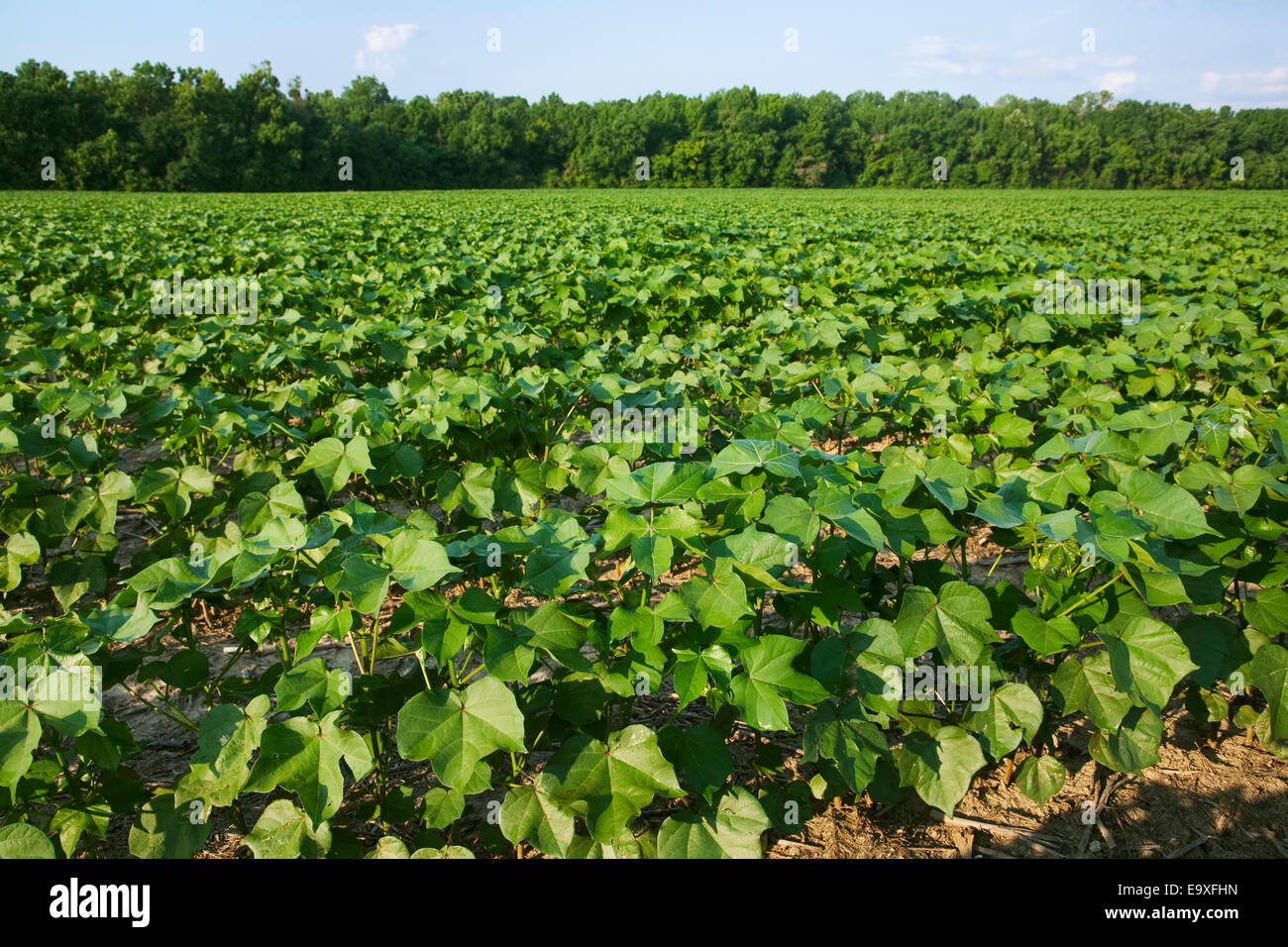 Agriculture - Field of healthy mid growth no-till cotton at the ...