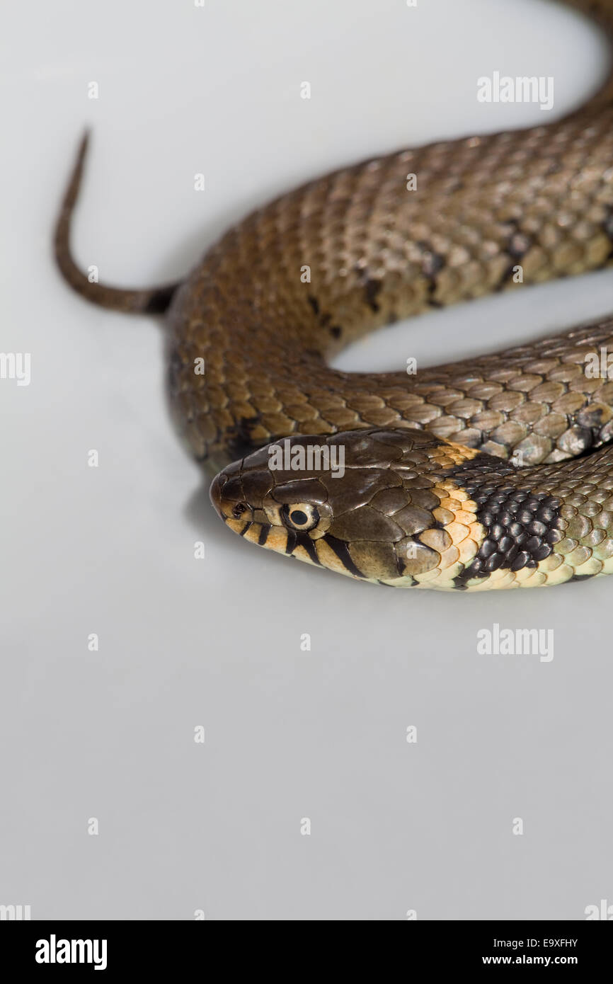 Grass Snake (Natrix natrix helvetica Stock Photo - Alamy