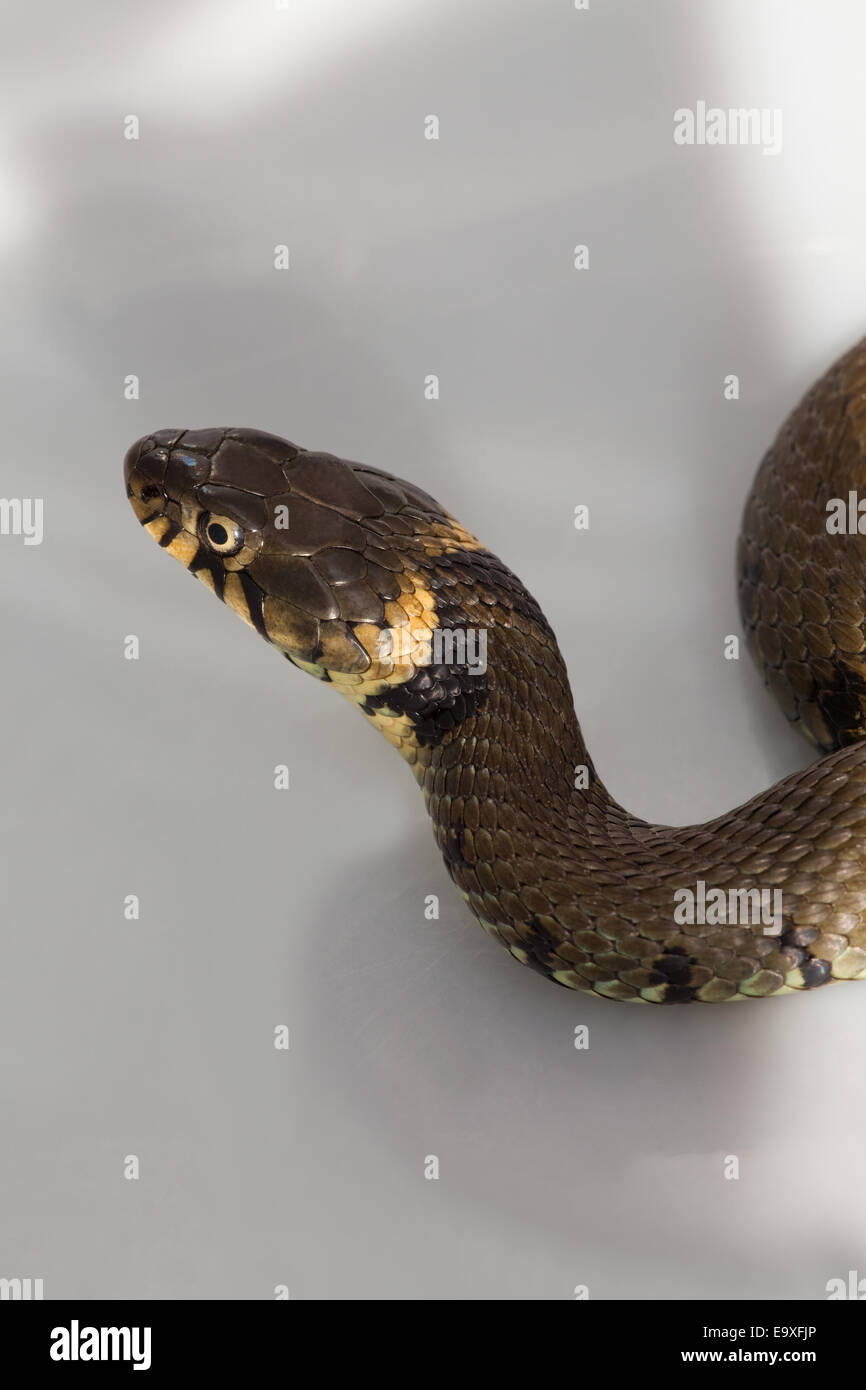 Portrait format grass snake hi-res stock photography and images - Alamy