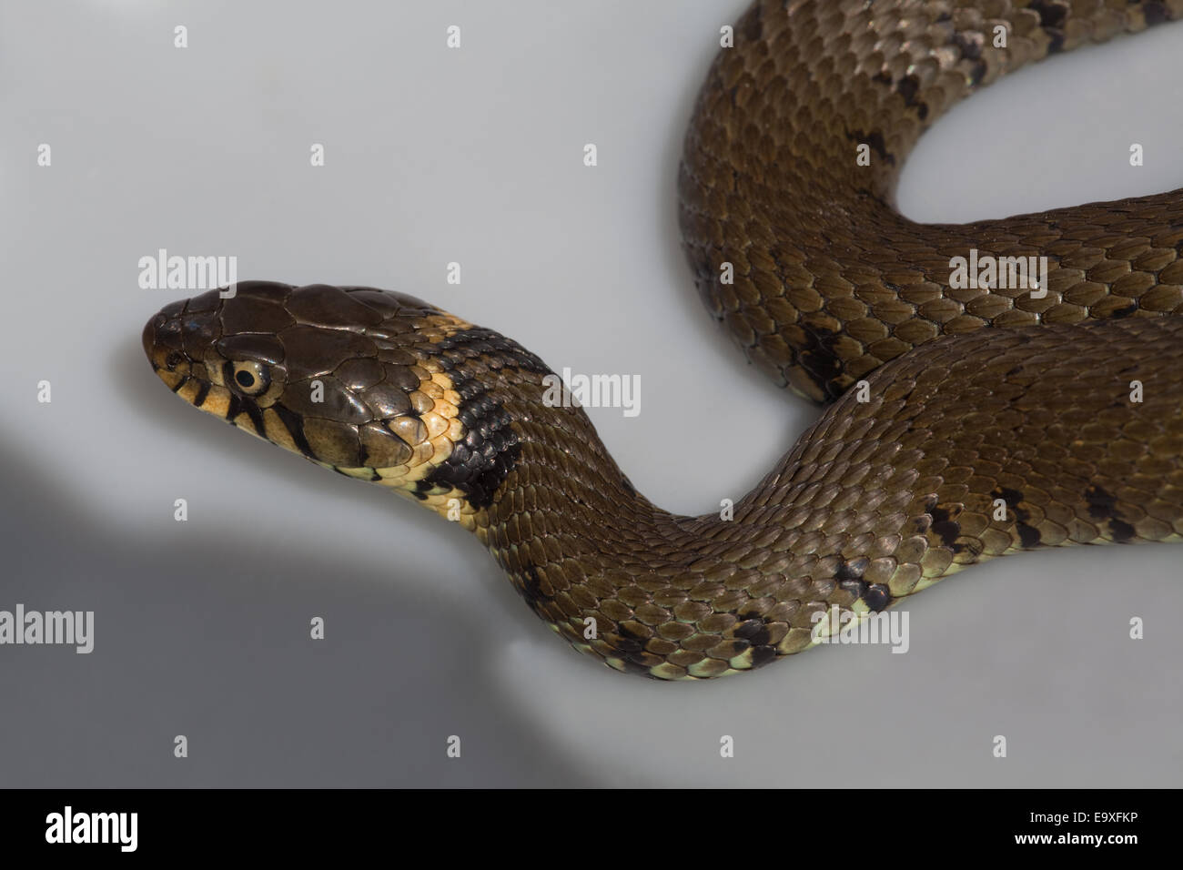 Grass Snake (Natrix natrix helvetica Stock Photo - Alamy