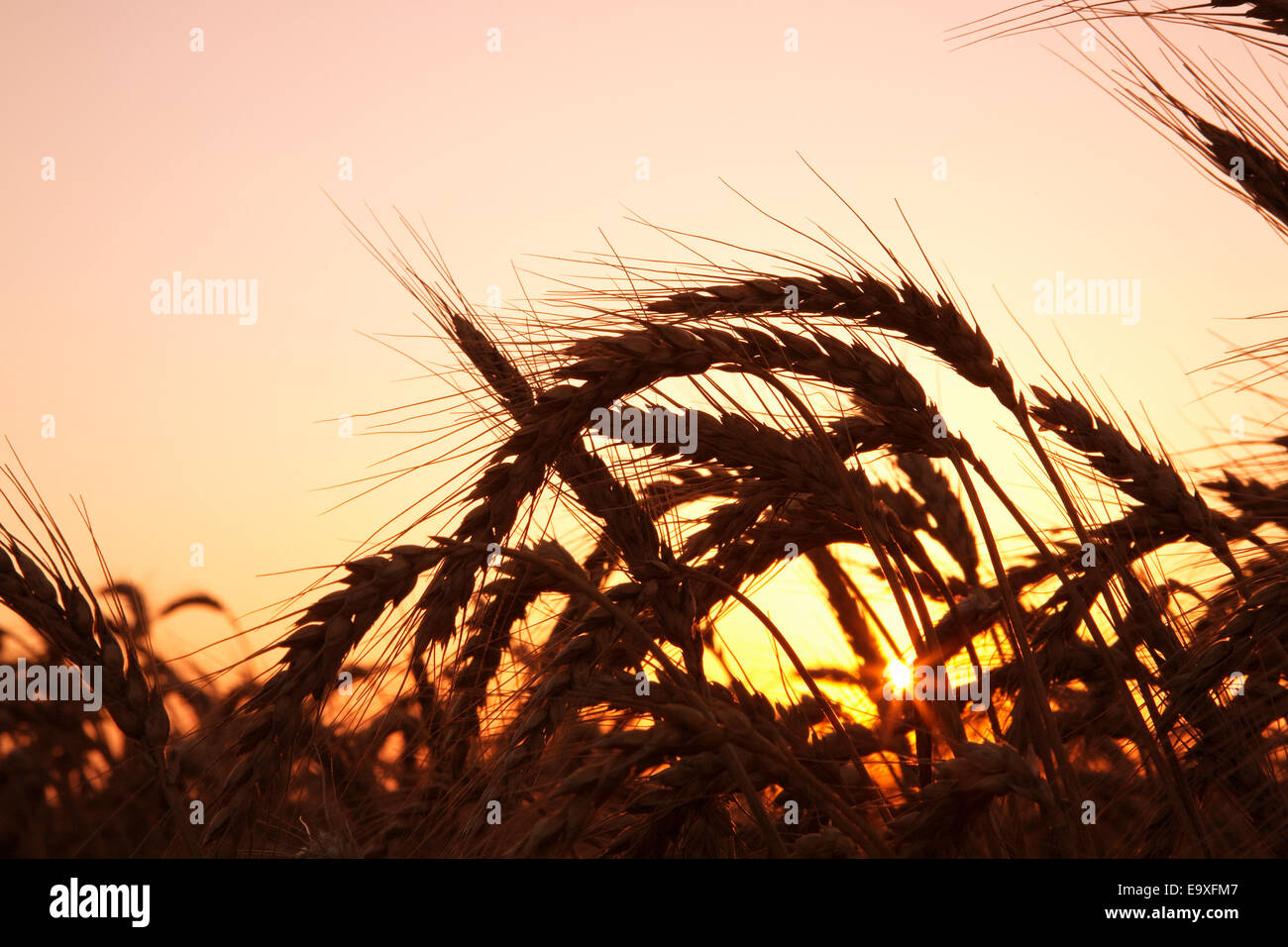 Soft red winter wheat hi-res stock photography and images - Alamy