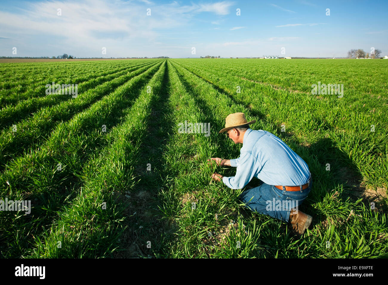 Check checking checks hi-res stock photography and images - Alamy