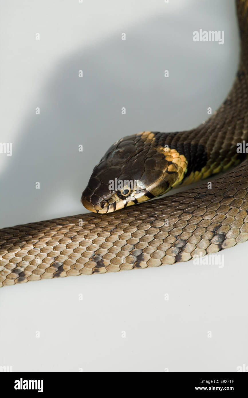 Grass Snake (Natrix natrix helvetica). Adult female. Distinctive yellow ...
