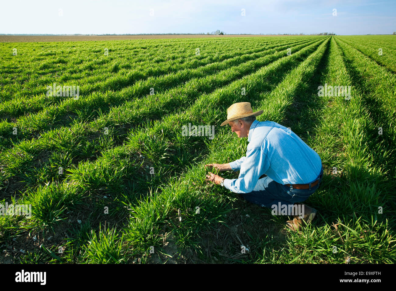 Check rows hi-res stock photography and images - Alamy