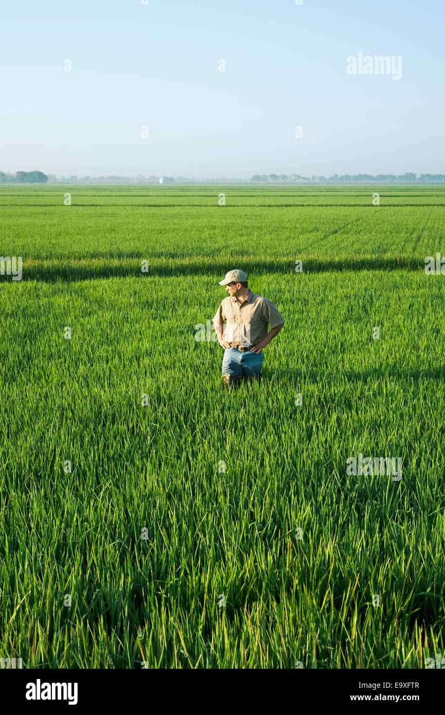 A farmer (grower) walks through his field inspecting his mid growth ...