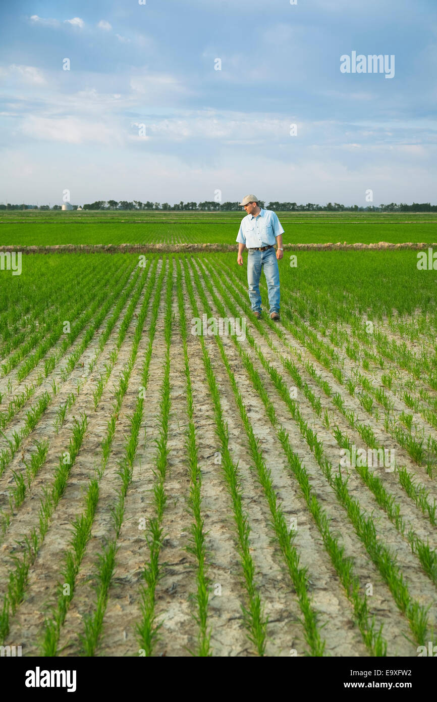 Agriculture - A farmer (grower) walks through his field inspecting the ...