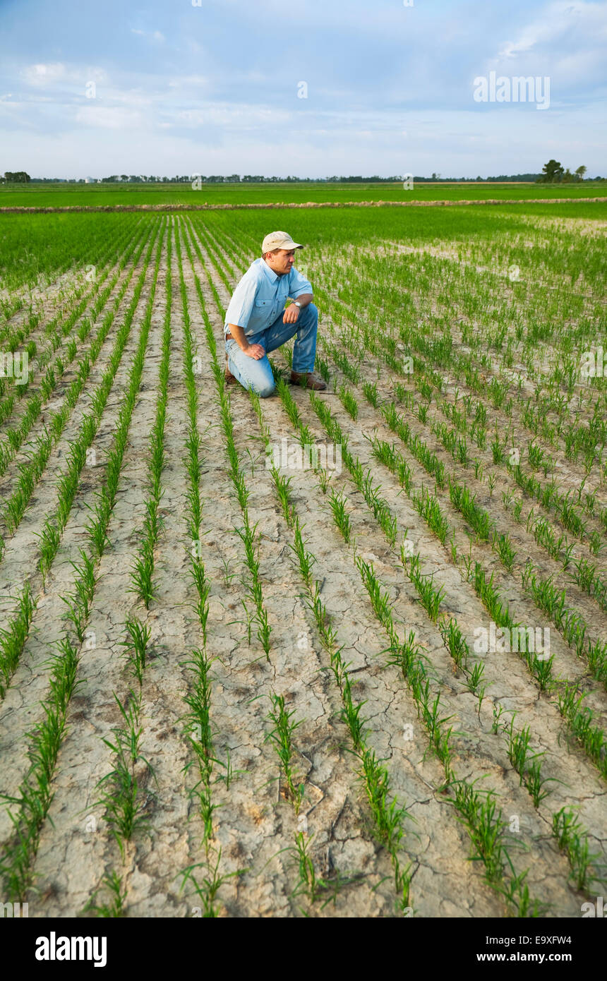 A farmer (grower) kneeling down in his field inspecting the progress of ...