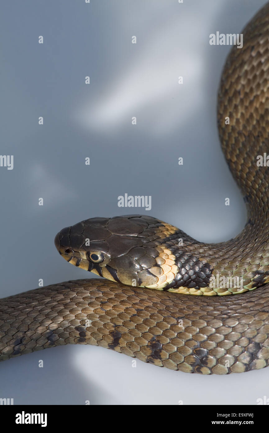Grass Snake (Natrix natrix helvetica Stock Photo - Alamy