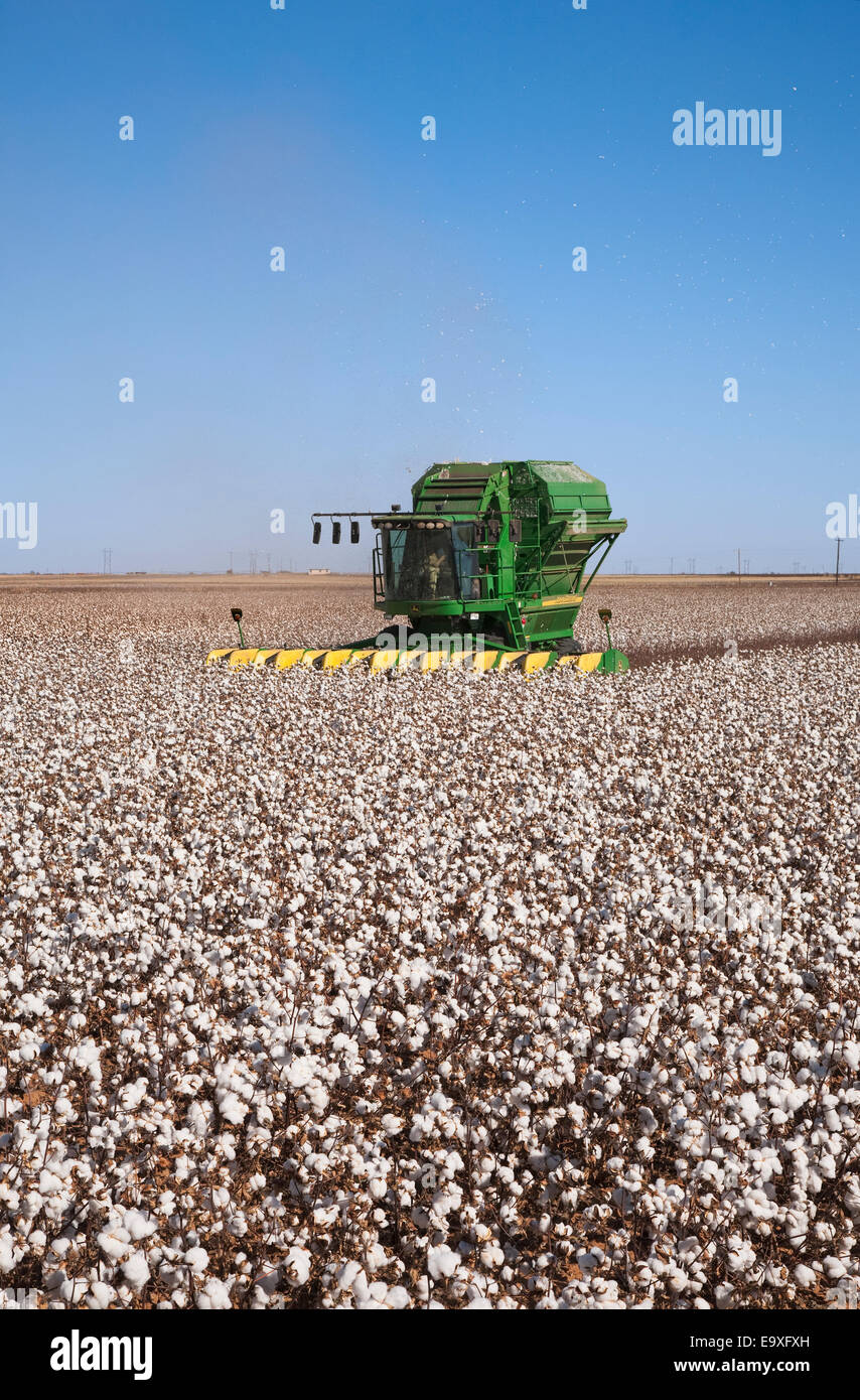 A John Deere 8-row cotton stripper harvests a mature cotton crop ...