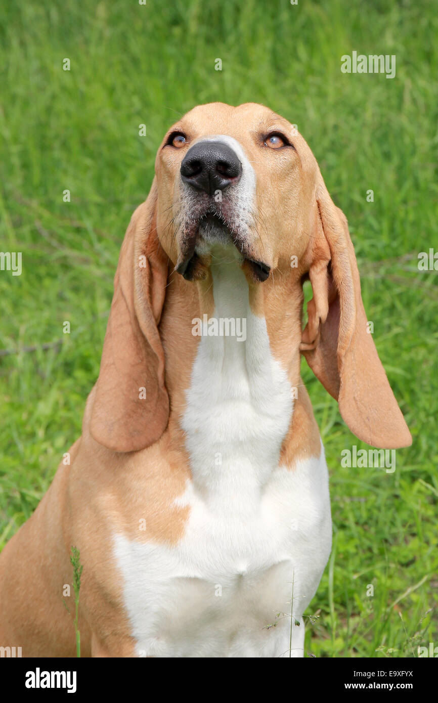 Swiss breed dog hi-res stock photography and images - Alamy