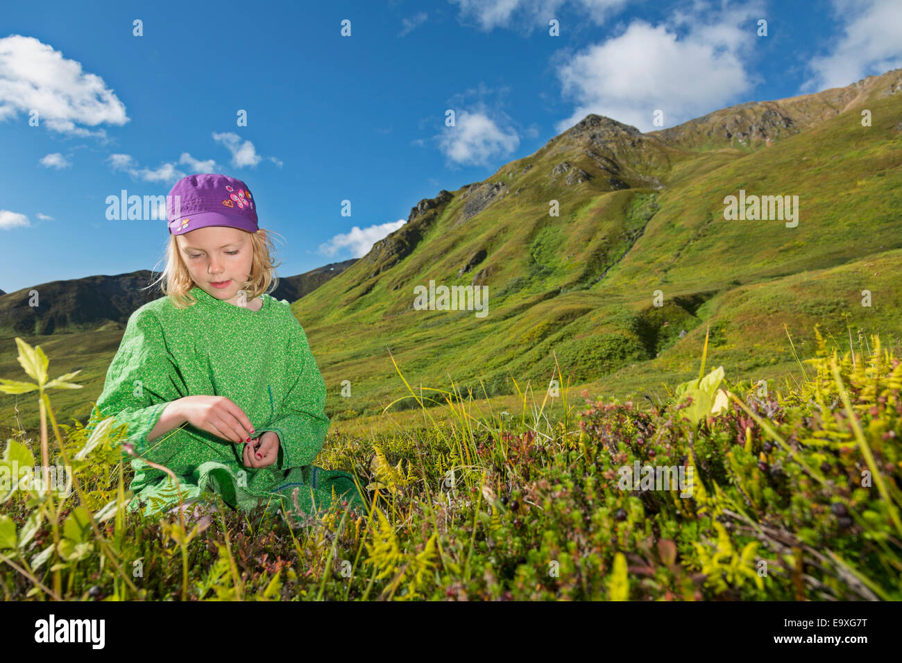 Alaska berry picking hi-res stock photography and images - Alamy