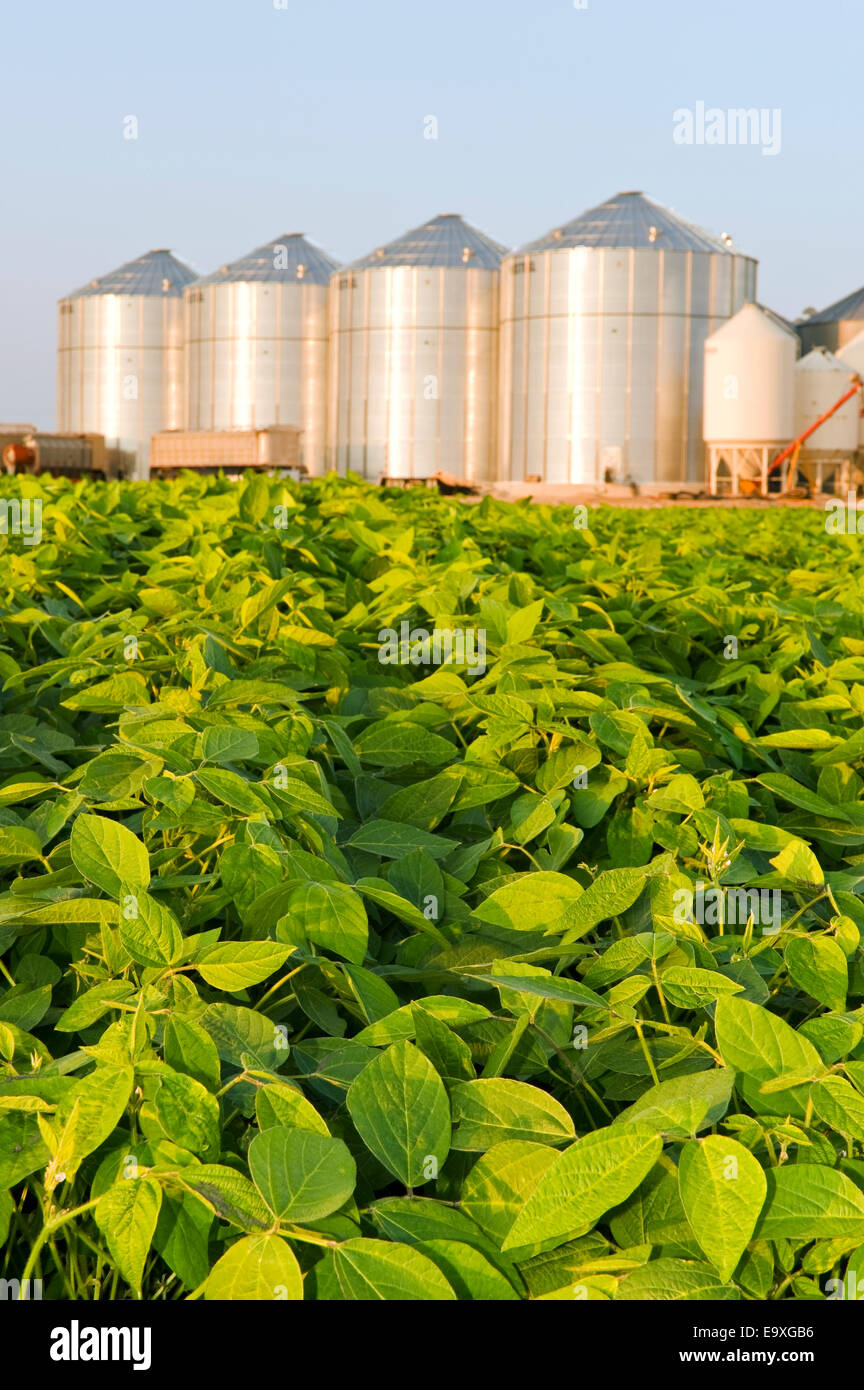 Agriculture - A stand of healthy mid growth soybeans with grain bins in ...