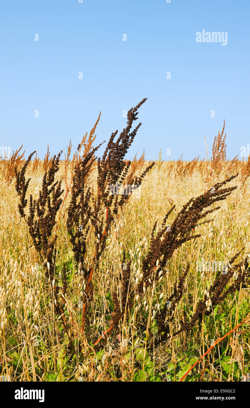 Infested crops hi-res stock photography and images - Alamy