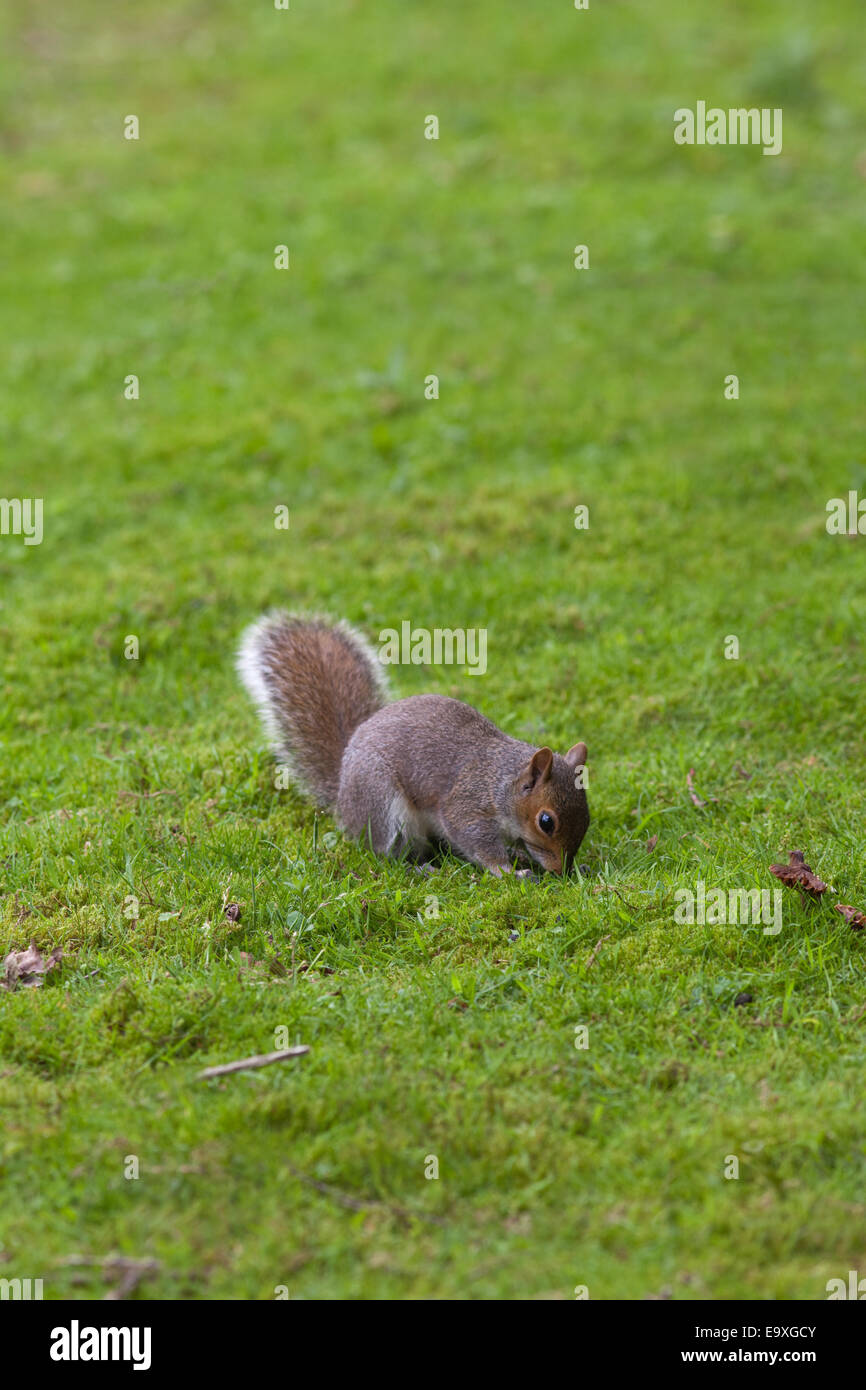 Squirrel hiding food hi-res stock photography and images - Alamy