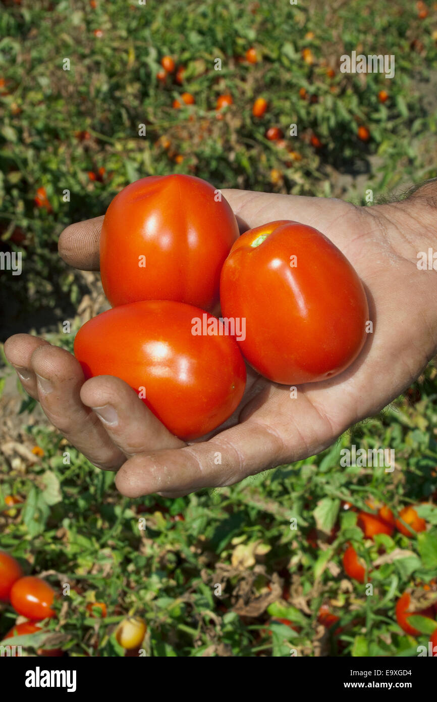 Agriculture - A farmers hand holding mature harvested processing ...
