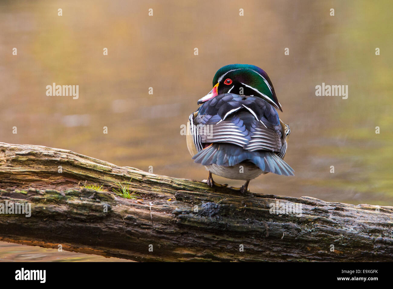 Colorful Wood Duck drake in autumn golden lake Stock Photo - Alamy