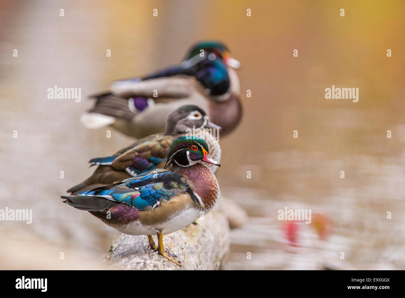 Brown and orange ducks hi-res stock photography and images - Alamy
