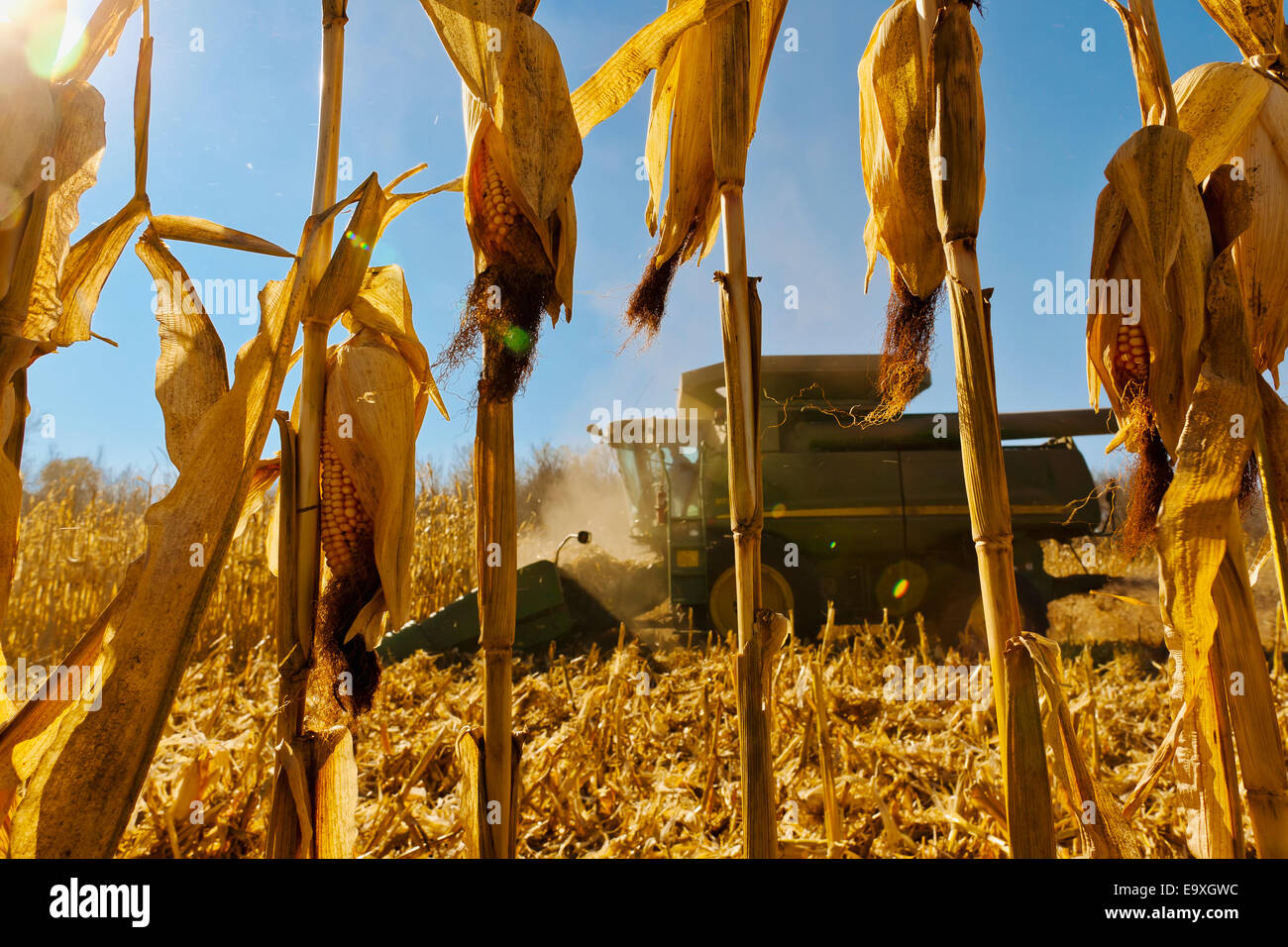 View through mature corn stalks of a John Deere combine harvesting ...