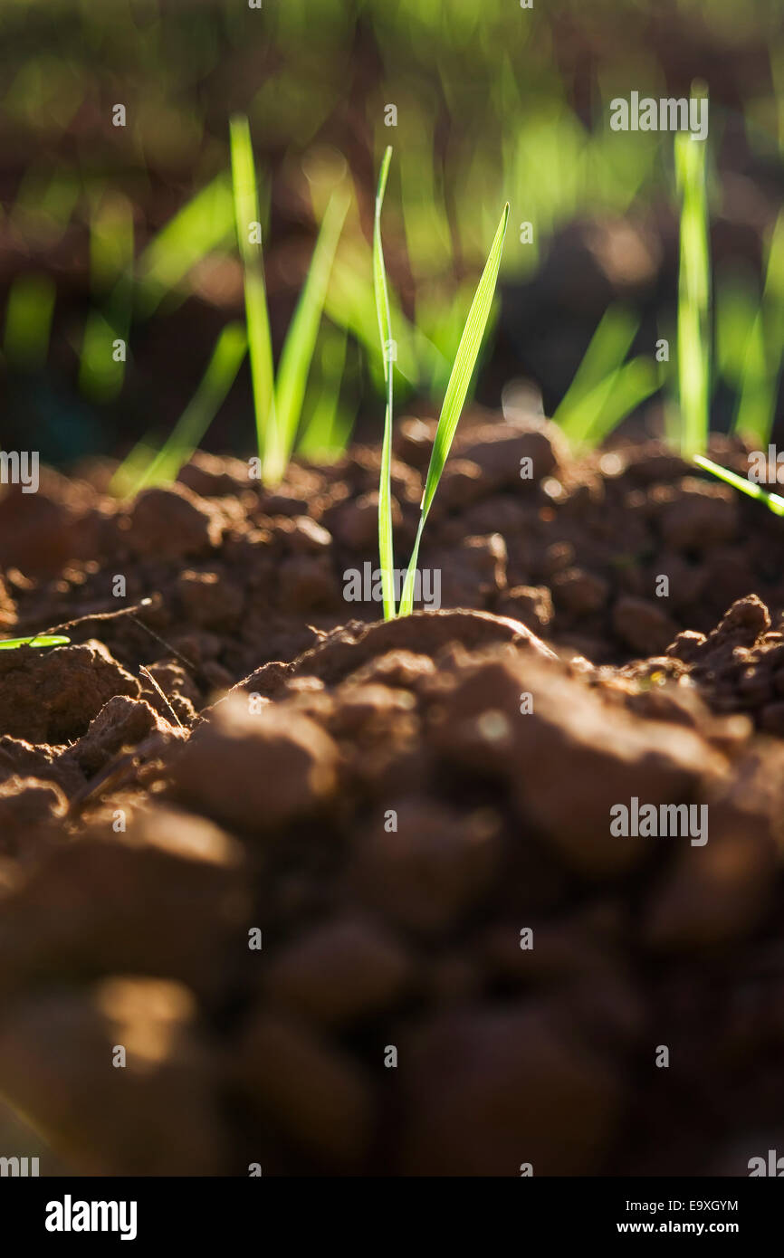 Wheat crop texas hi-res stock photography and images - Alamy