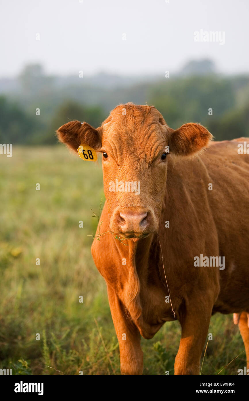 Livestock - Limousin beef cow on a green pasture / Dodd City, Texas ...